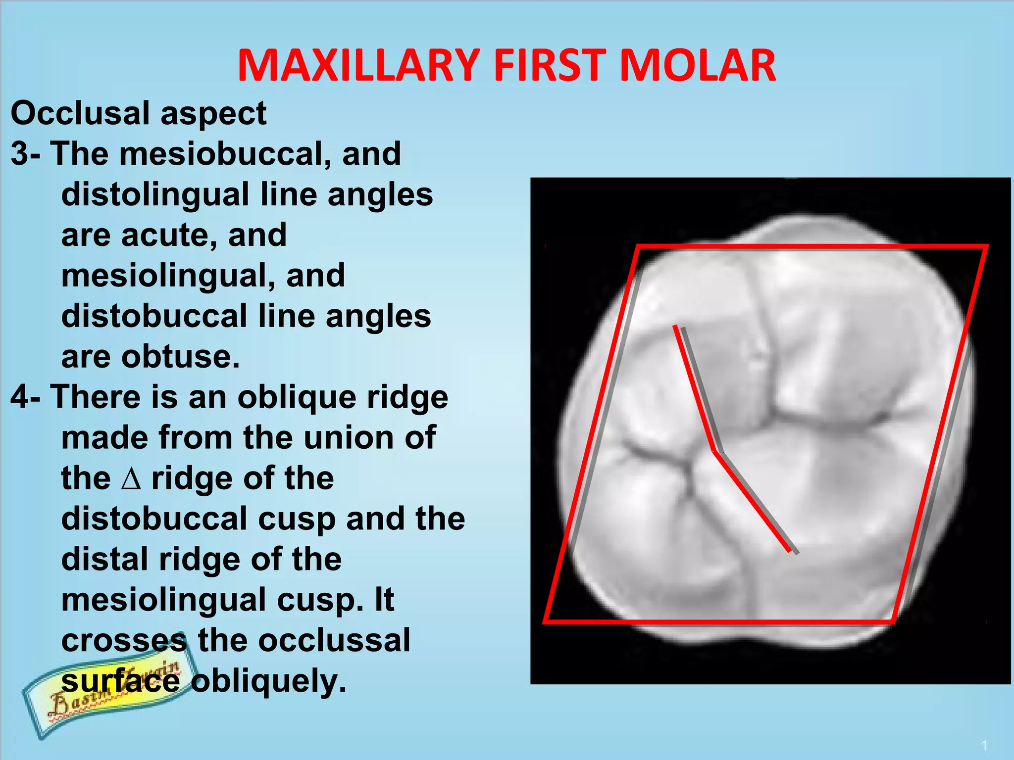Permanent maxillary molars | PPT