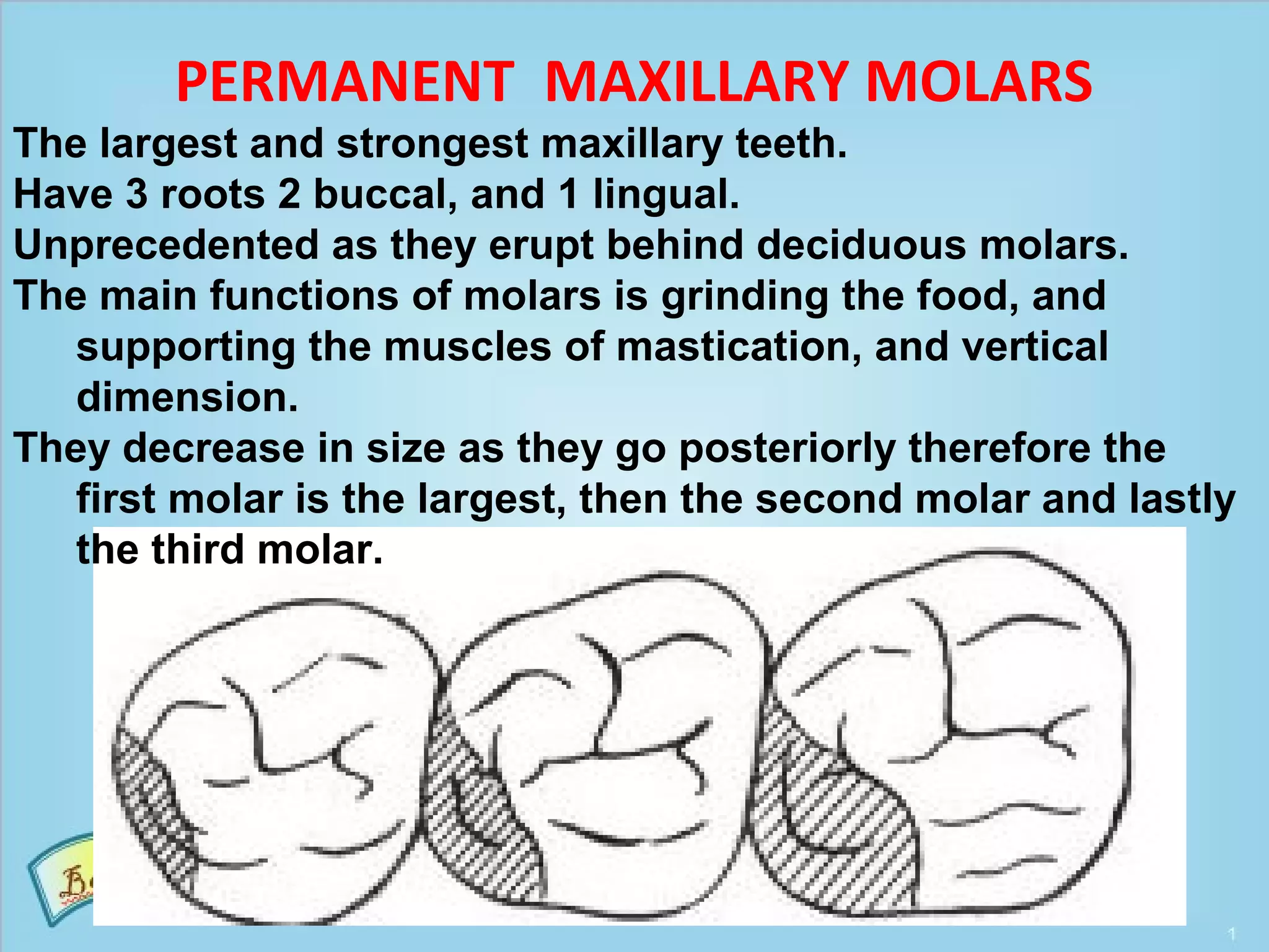 Permanent maxillary molars | PPT