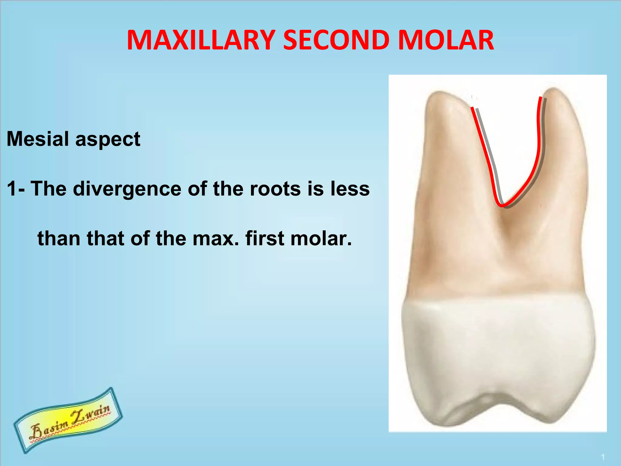 Permanent maxillary molars | PPT