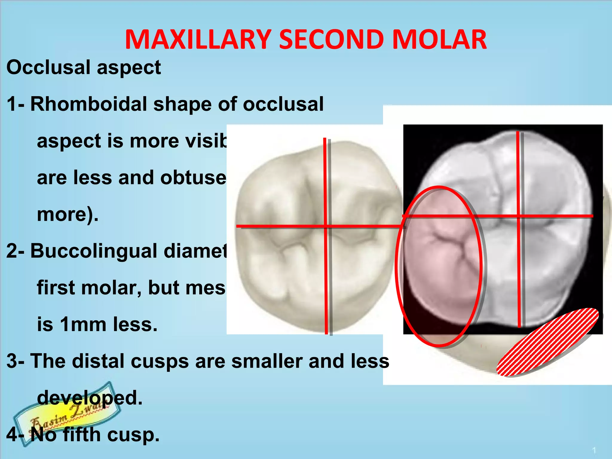 Permanent maxillary molars | PPT