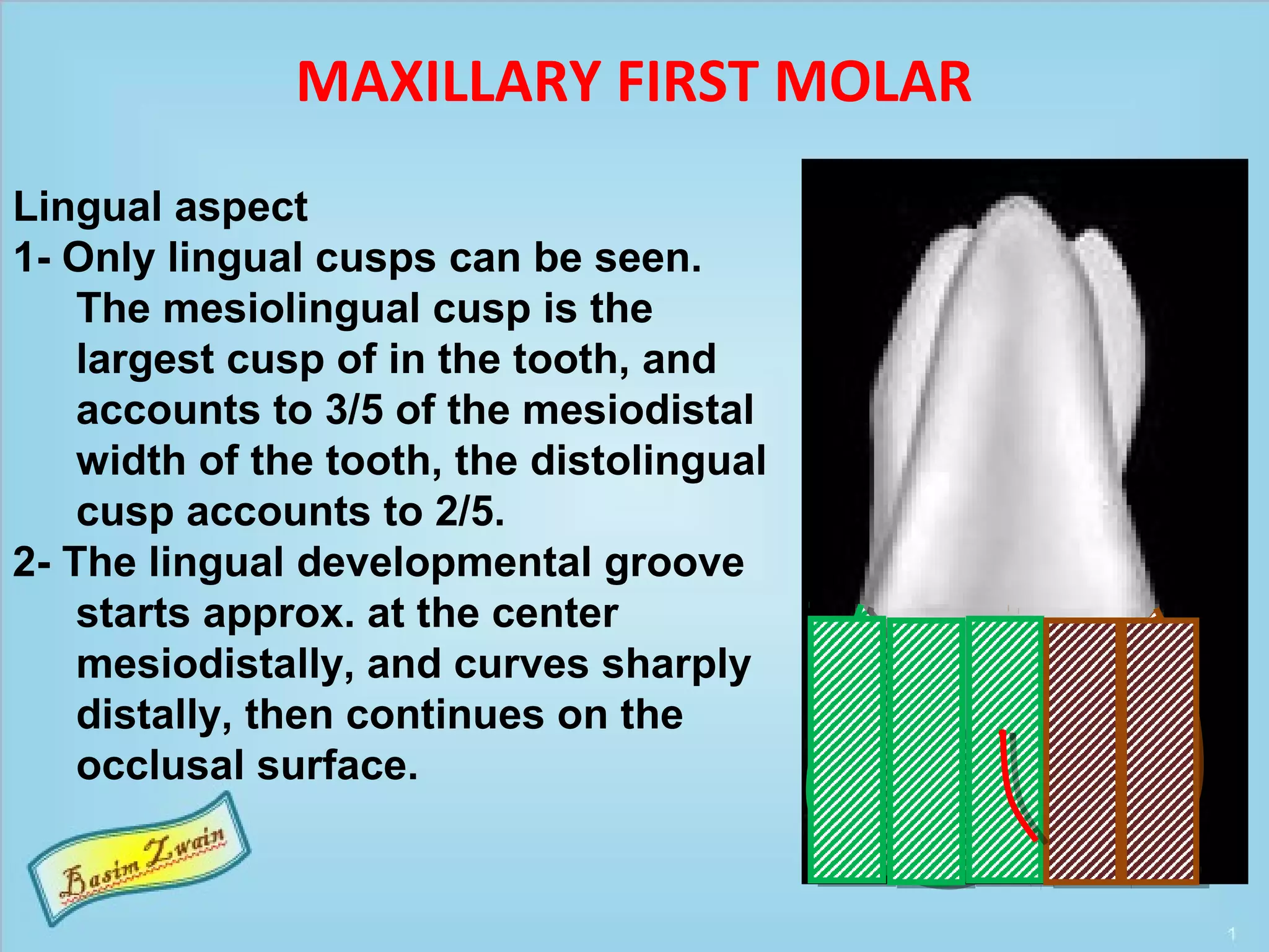 Permanent maxillary molars | PPT