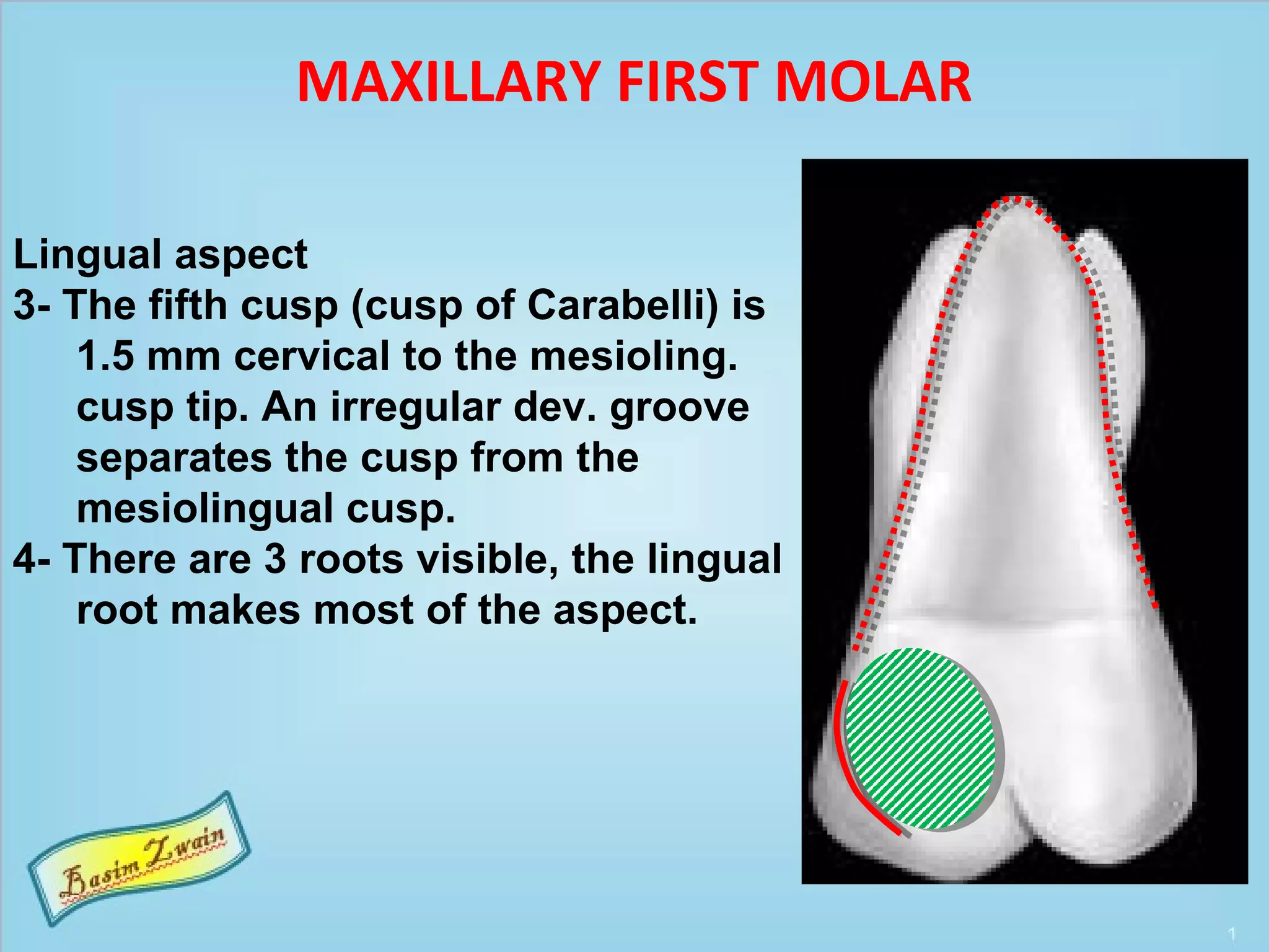Permanent maxillary molars | PPT