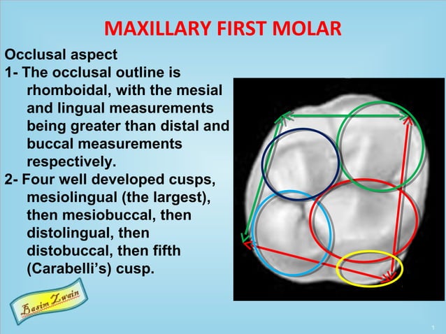 Permanent maxillary molars | PPT