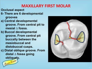 Permanent maxillary molars | PPT