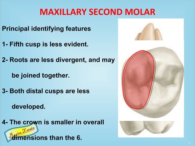 Permanent maxillary molars | PPT