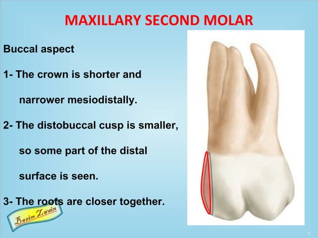 Permanent maxillary molars | PPT