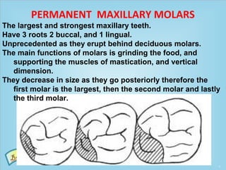 Permanent maxillary molars | PPT