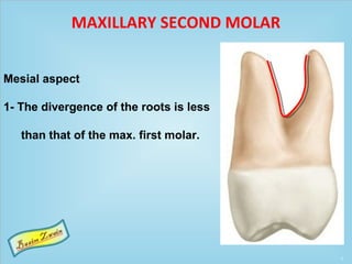 Permanent maxillary molars | PPT