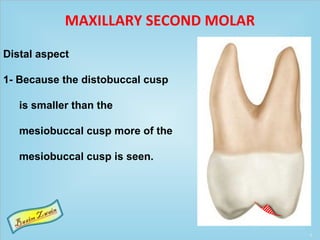 Permanent maxillary molars | PPT