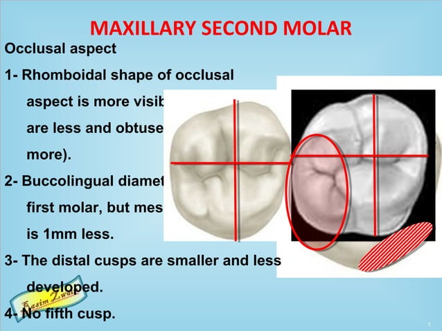 Permanent maxillary molars | PPT
