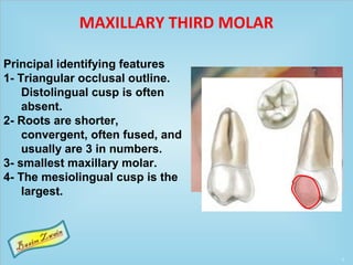 Permanent maxillary molars | PPT