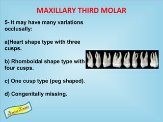 Permanent maxillary molars | PPT