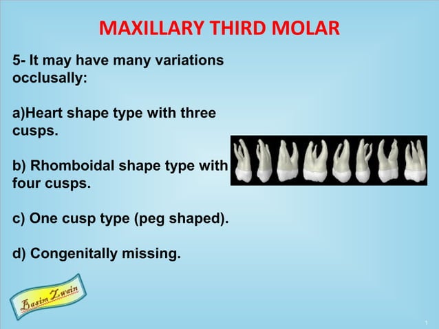 Permanent maxillary molars | PPT