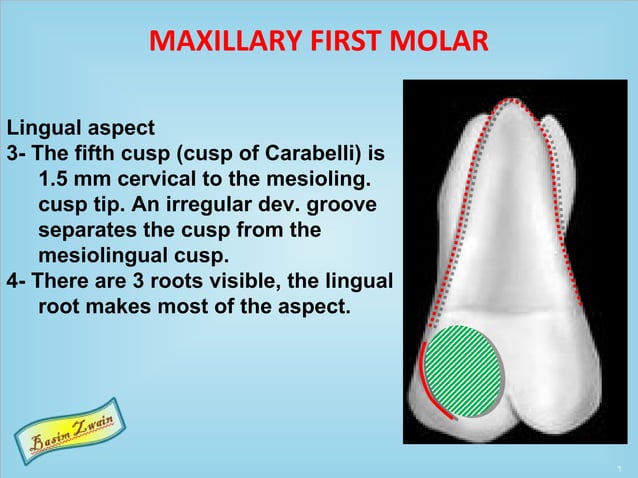 Permanent maxillary molars | PPT
