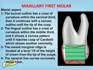 Permanent maxillary molars | PPT