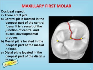 Permanent maxillary molars | PPT