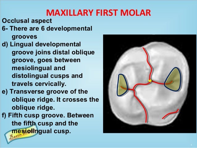 Permanent maxillary molars