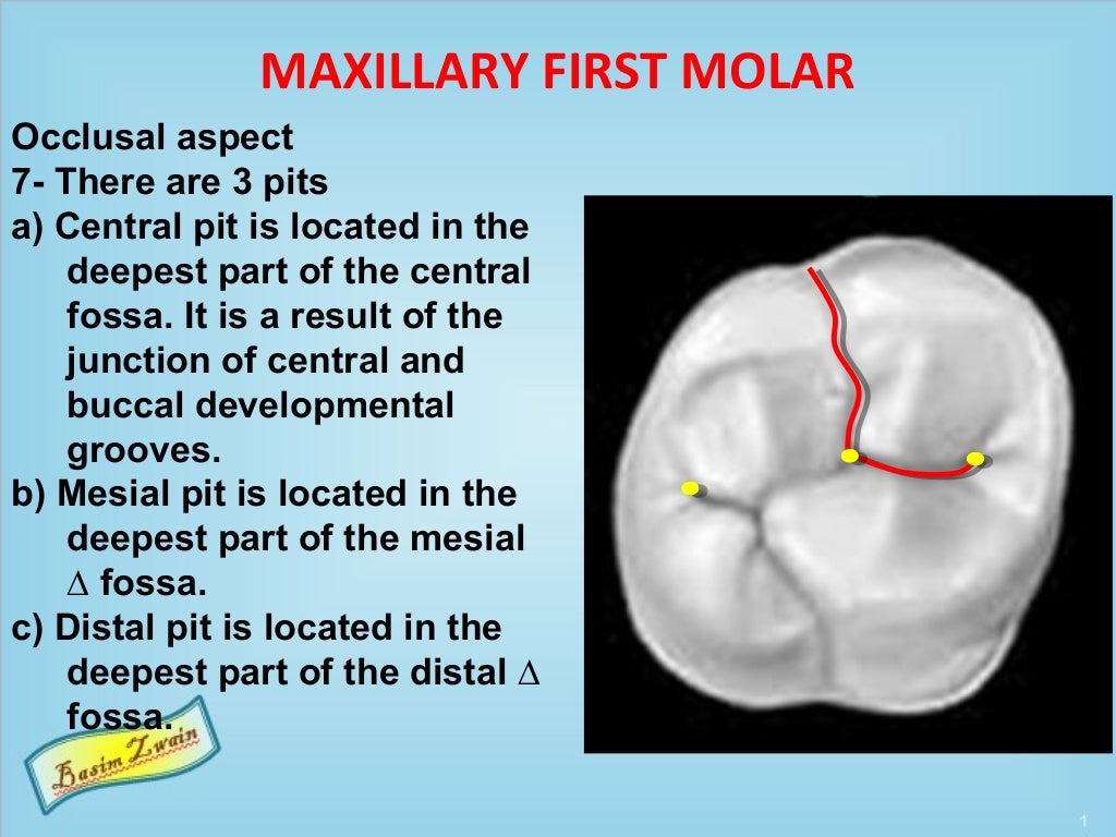 Permanent maxillary molars