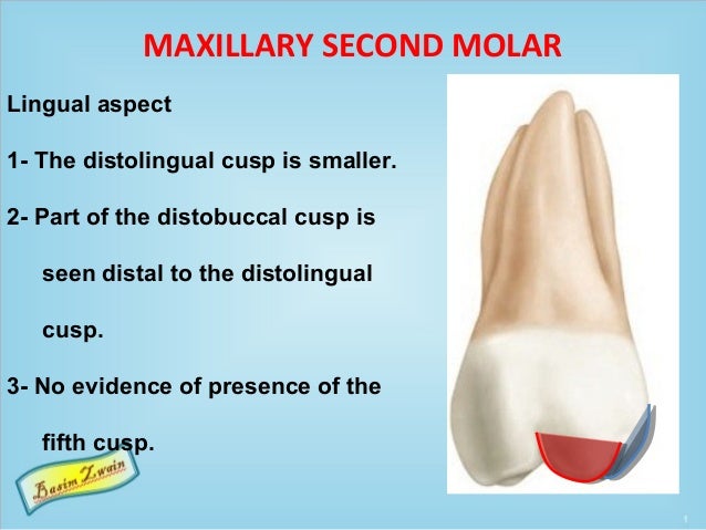 Oblique Ridge Maxillary Molars