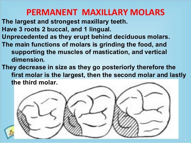 Permanent maxillary molars