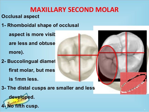 Maxillary Second Molar Anatomy