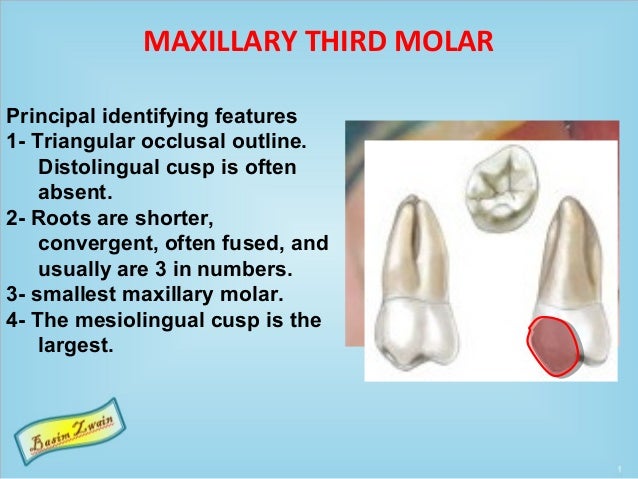 Permanent maxillary molars