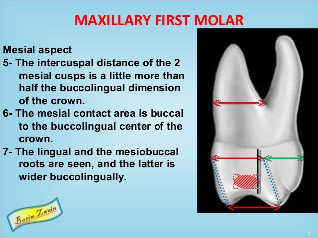 Permanent maxillary molars