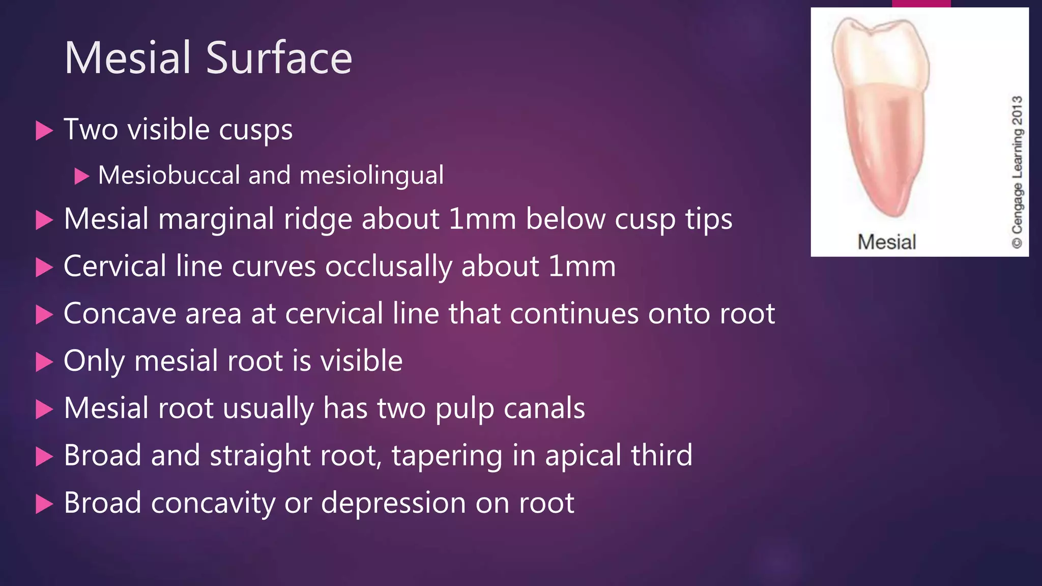 Permanent posterior teeth mandibular first, second and third molars | PPTX