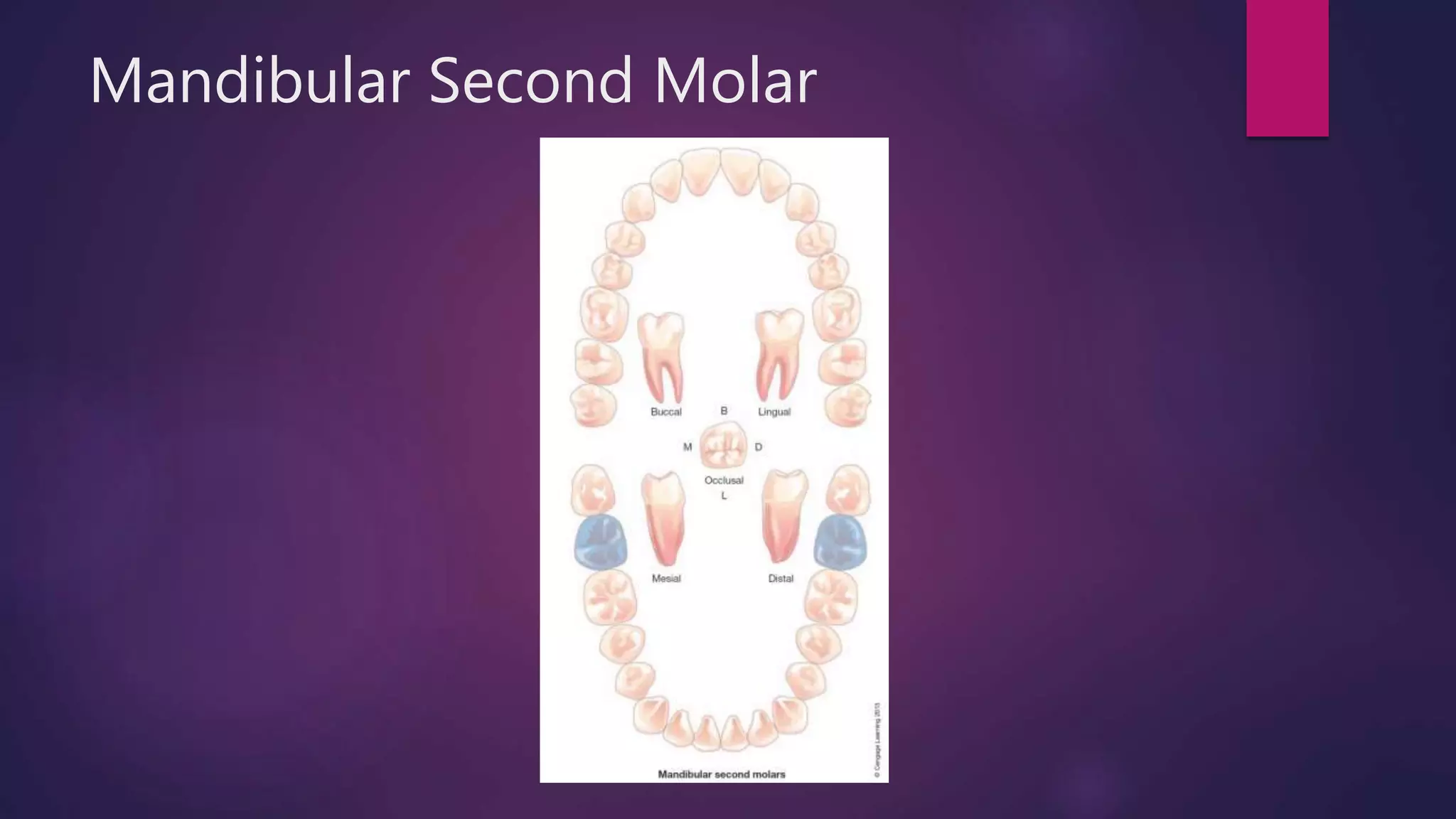 Permanent posterior teeth mandibular first, second and third molars | PPTX