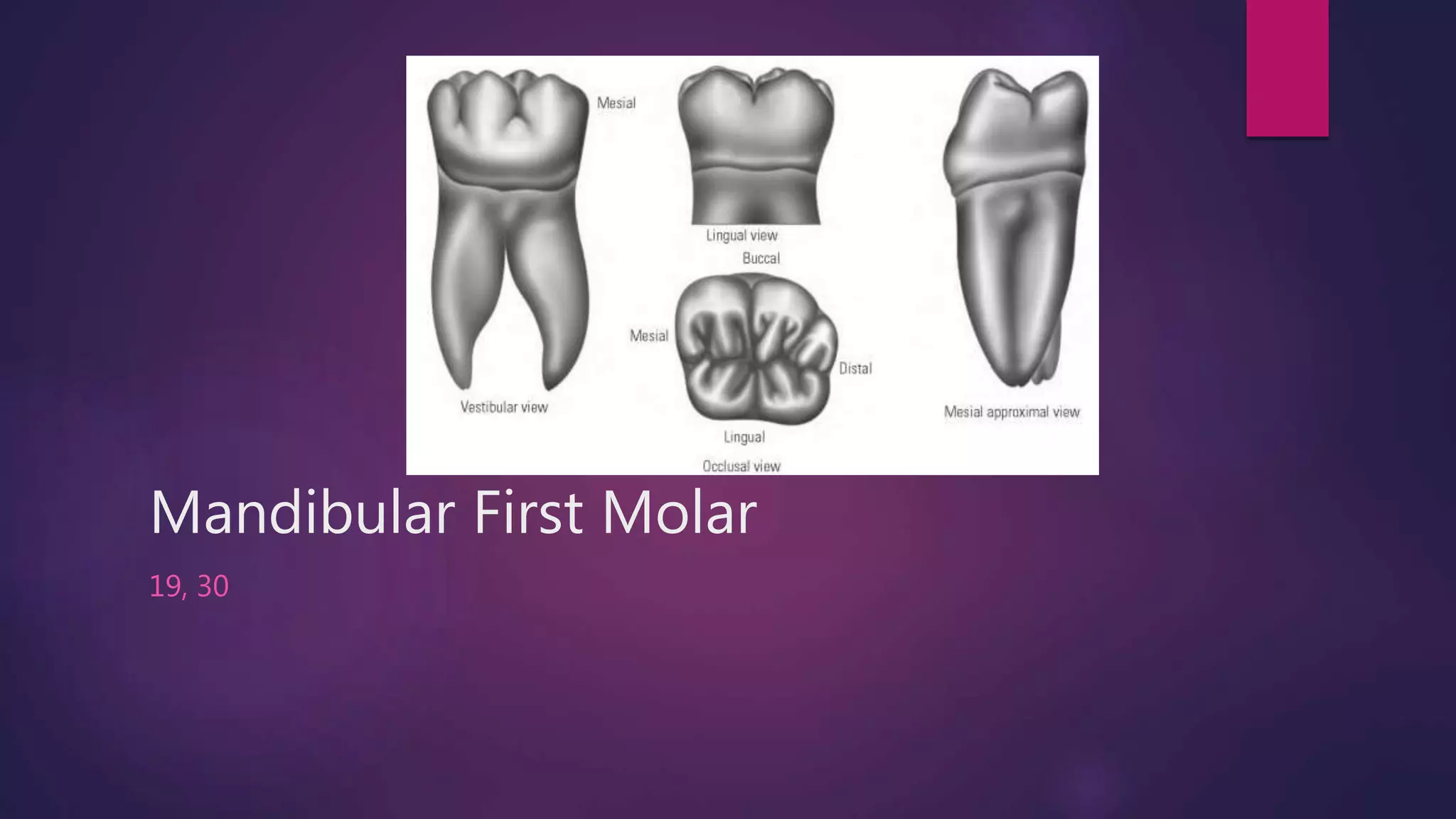 Permanent posterior teeth mandibular first, second and third molars | PPTX