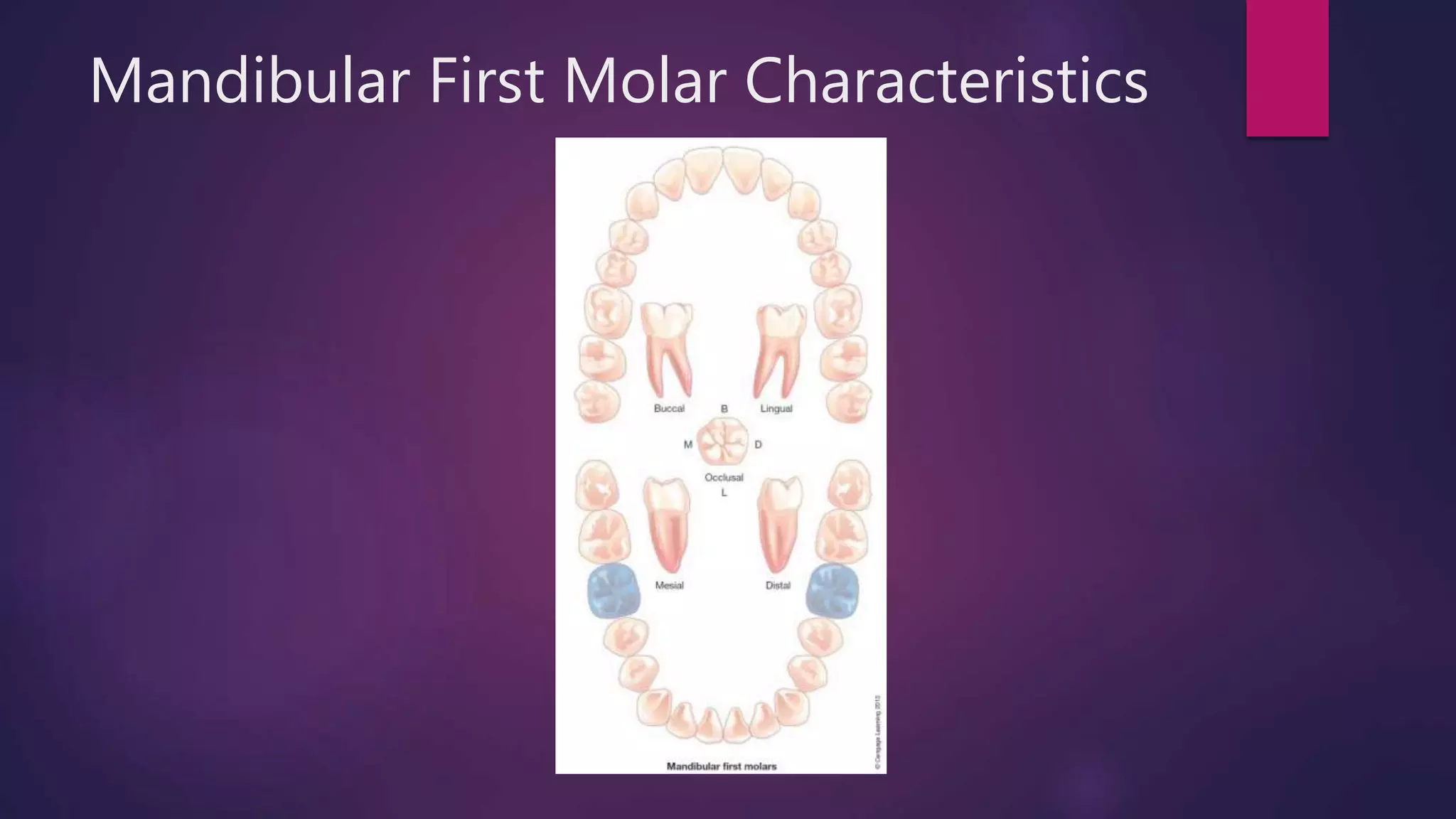 Permanent posterior teeth mandibular first, second and third molars | PPTX