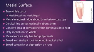 Permanent posterior teeth mandibular first, second and third molars | PPT
