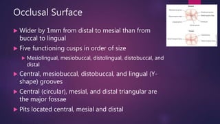 Permanent posterior teeth mandibular first, second and third molars | PPT