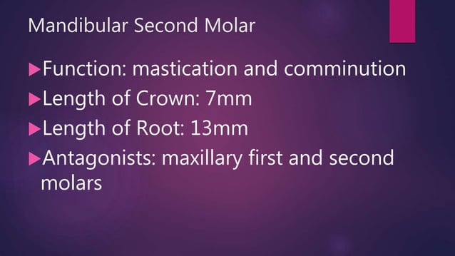 Permanent posterior teeth mandibular first, second and third molars | PPT