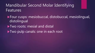 Permanent posterior teeth mandibular first, second and third molars | PPT