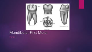 Permanent posterior teeth mandibular first, second and third molars | PPT