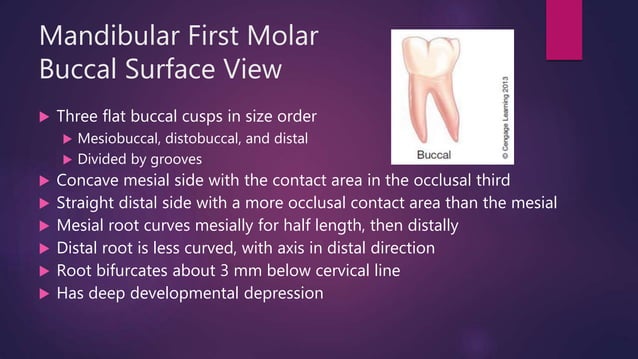 Permanent posterior teeth mandibular first, second and third molars | PPT