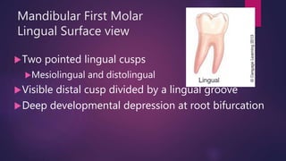 Permanent posterior teeth mandibular first, second and third molars | PPT