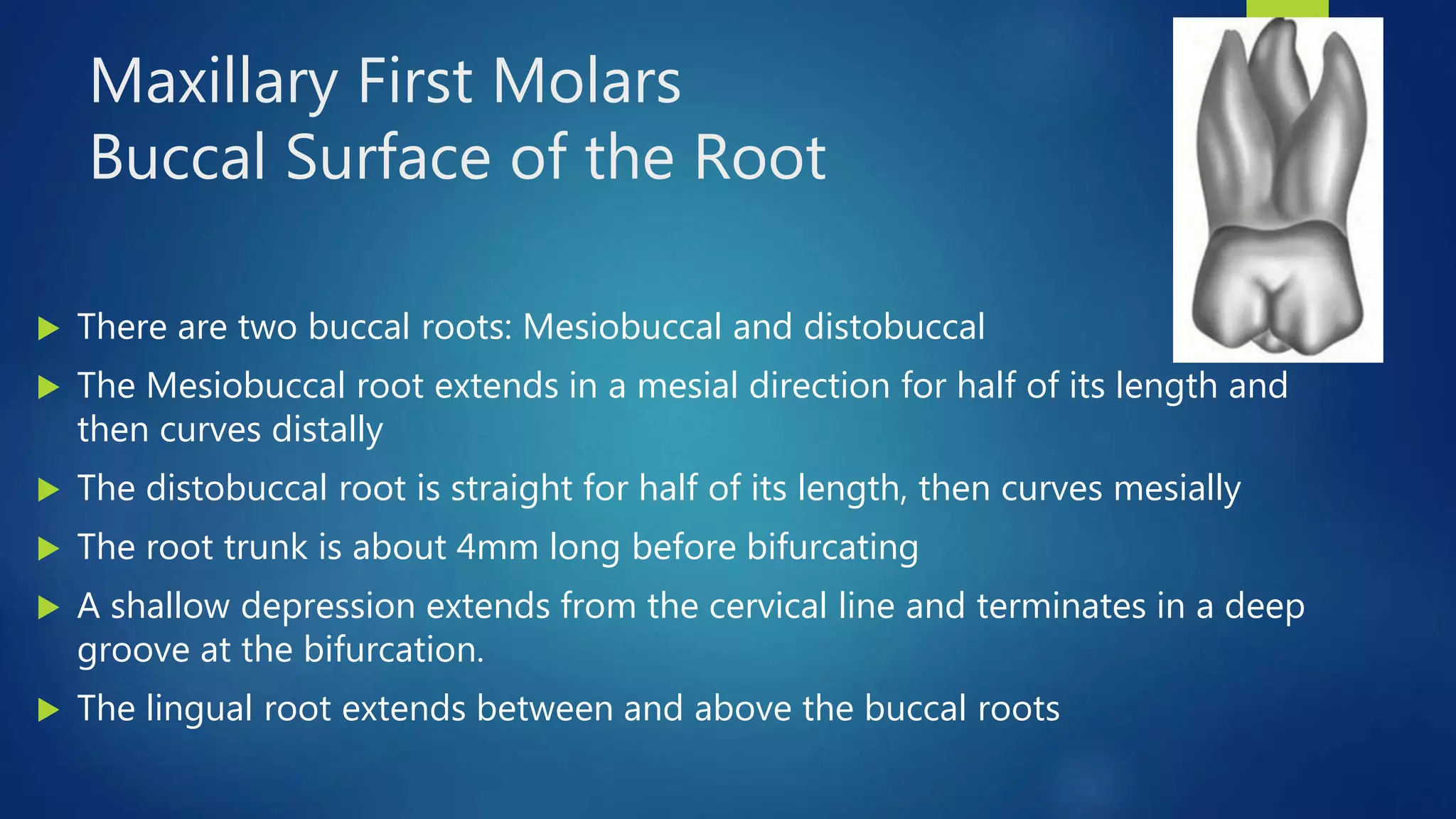 Permanent posterior teeth maxillary first, second and third molars | PPTX