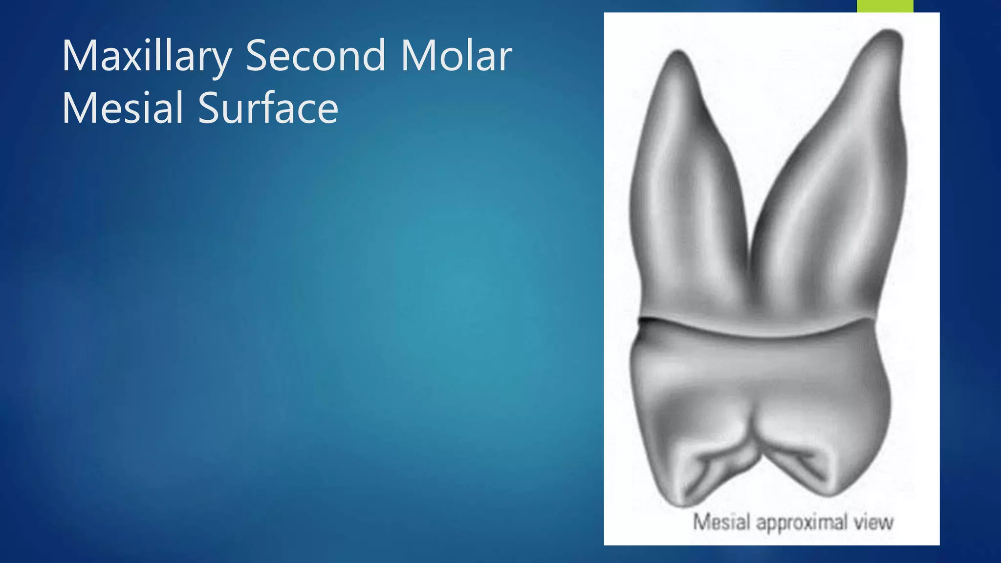 Permanent posterior teeth maxillary first, second and third molars | PPTX