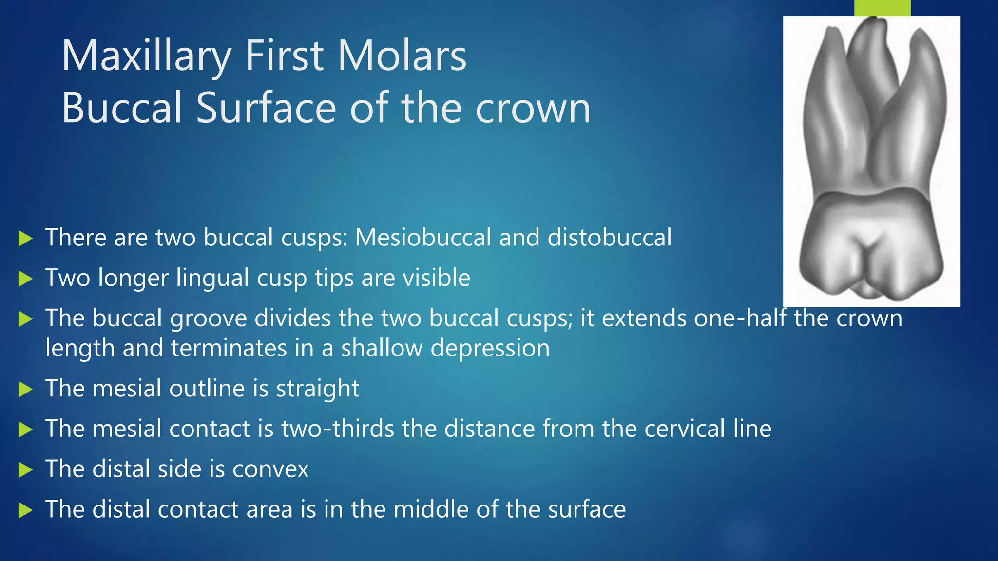 Permanent posterior teeth maxillary first, second and third molars | PPTX
