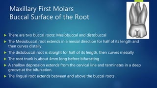 Permanent posterior teeth maxillary first, second and third molars | PPTX