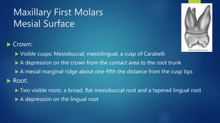 Permanent posterior teeth maxillary first, second and third molars | PPTX
