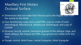 Permanent posterior teeth maxillary first, second and third molars | PPTX