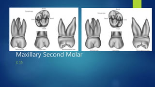 Permanent posterior teeth maxillary first, second and third molars | PPTX