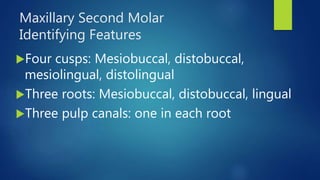 Permanent posterior teeth maxillary first, second and third molars | PPTX