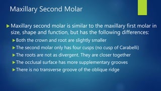 Permanent posterior teeth maxillary first, second and third molars | PPTX