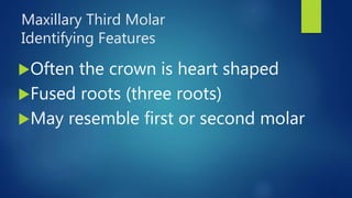 Permanent posterior teeth maxillary first, second and third molars | PPTX