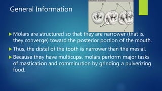 Permanent posterior teeth maxillary first, second and third molars | PPTX