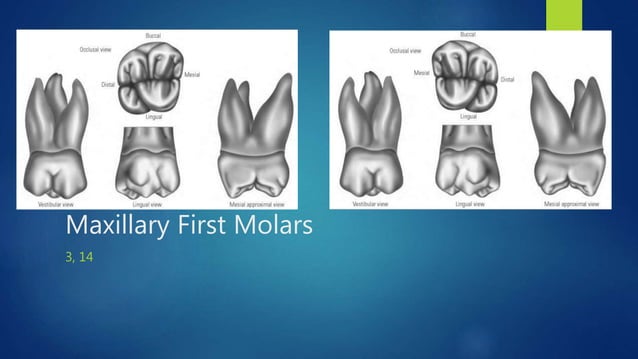 Permanent posterior teeth maxillary first, second and third molars | PPTX